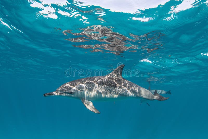 A Dolphins Fin is Seen from Under the Water and Its Reflection is Clear ...