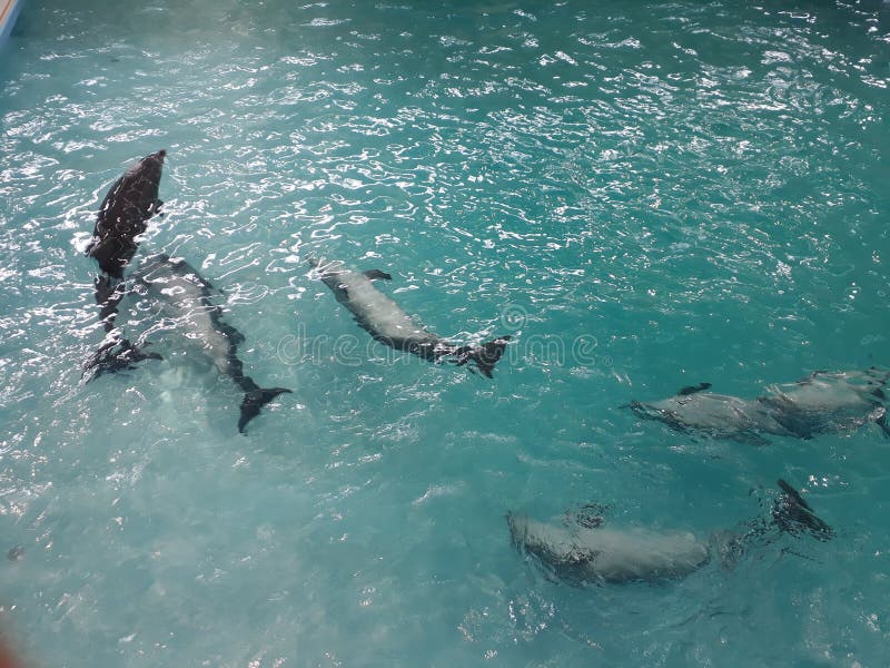 Dolphins Frolic in the Pool Water Stock Image - Image of wave, animal ...