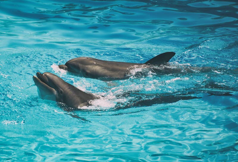 Dolphins having fun. stock photo. Image of happy, love - 100113590