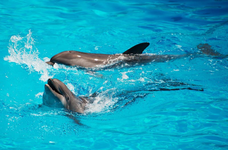 Dolphins having fun. stock photo. Image of creature - 100113752