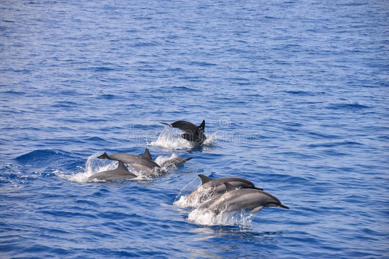 Dolphins during a Jump ( Flight) Stock Photo - Image of eyes, marine ...