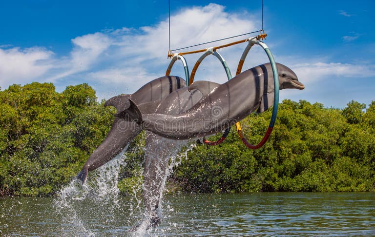 Dolphins Jump through the Ring Stock Image - Image of laughing, mammals ...