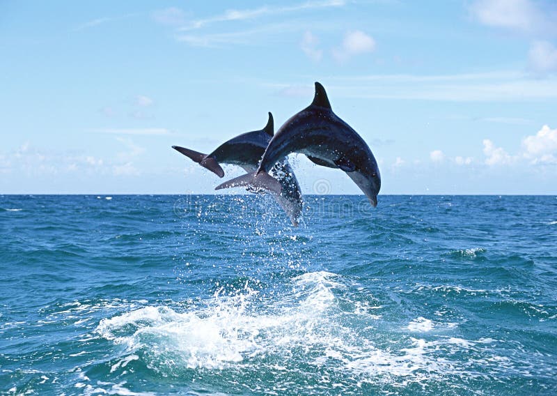 Sailfish Saltwater Sport Fishing Jumping Stock Photo - Image of marlin ...