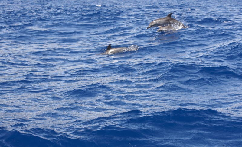 Dolphin Swimming in the Atlantic Ocean. Azores Island Stock Photo ...
