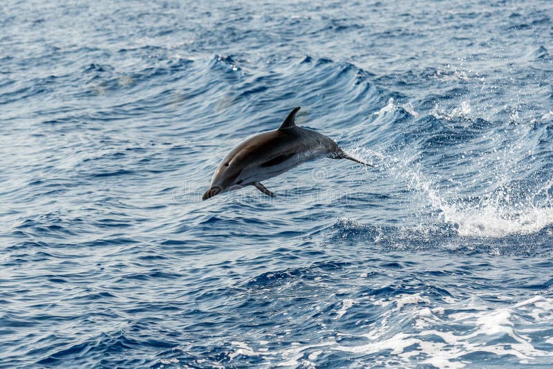 Dolphins while Jumping in the Deep Blue Sea Stock Image - Image of ...