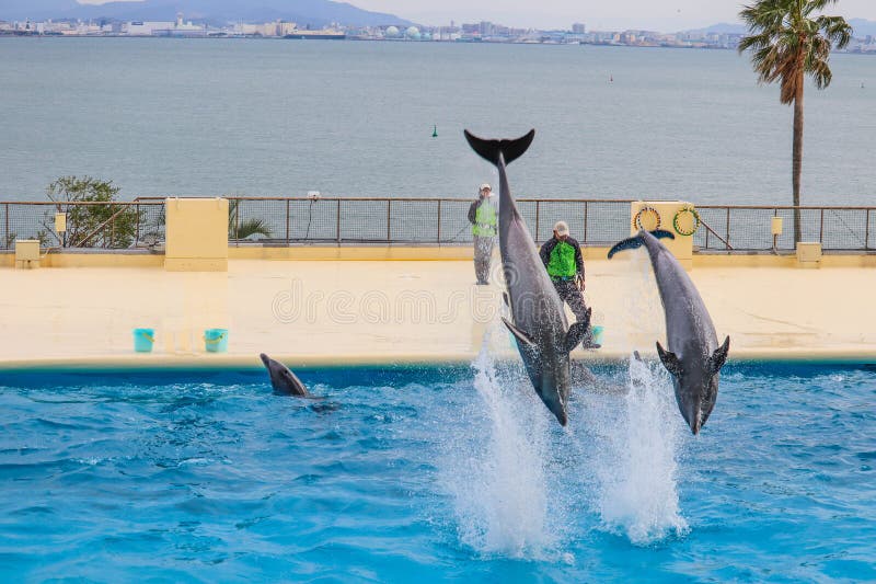 Dolphins Jumping Gracefully during Oceanfront Performance Stock Photo ...