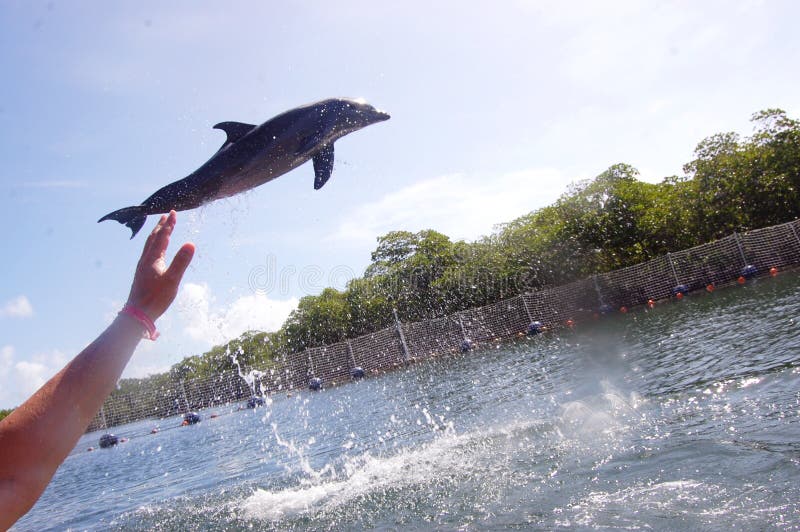 Dolphins in the Ocean editorial stock photo. Image of road - 137424478