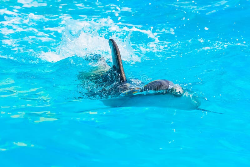 Dolphins and Other Marine Animals Performs Trick Stock Image - Image of ...