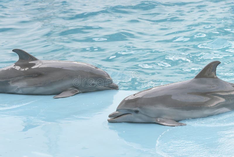 Dolphins. Performance of Bottlenose Dolphins in Dolphinarium Stock ...