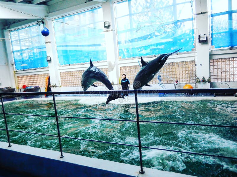 Performing Dolphins stock photo. Image of show, jump - 14222322