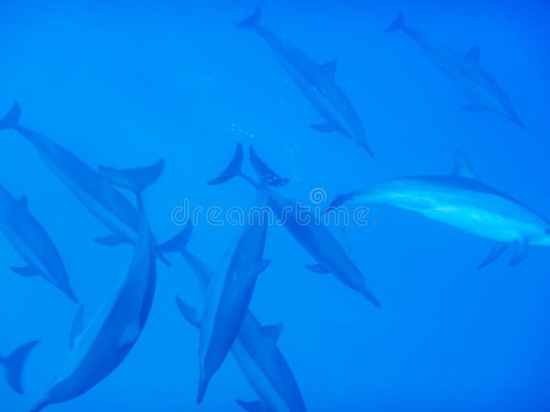 Dolphins Play and Dive into the Deep in Blue Water Stock Image - Image ...