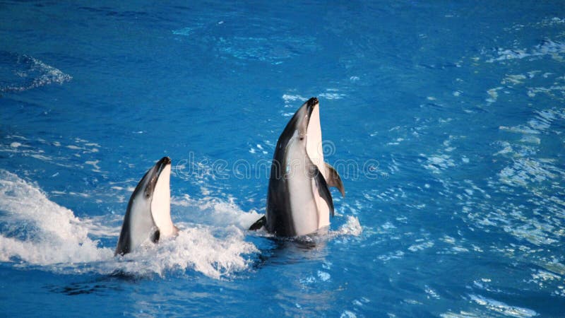 Dolphins at Play stock image. Image of water, blue, black - 97436363