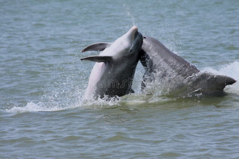Dolphins playing stock image. Image of frolicing, swimming - 11114073