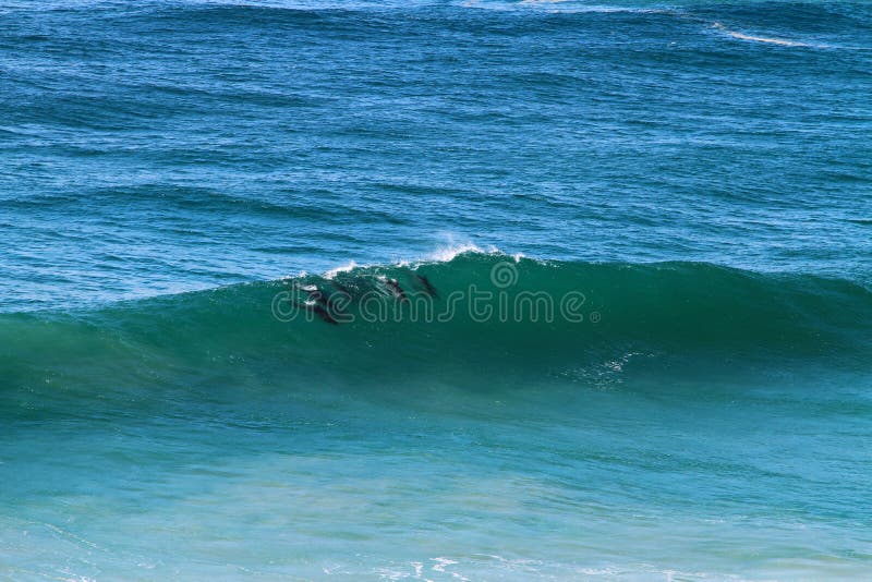 Dolphins riding waves stock photo. Image of mammal, ride - 35409324