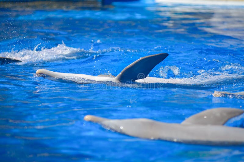 Dolphins Show at Animal Park in Gran Canaria, Spain Editorial Stock ...