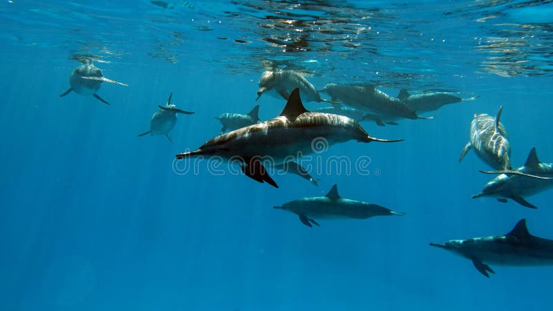 Dolphins. Spinner Dolphin. Stenella Longirostris is a Small . Stock ...