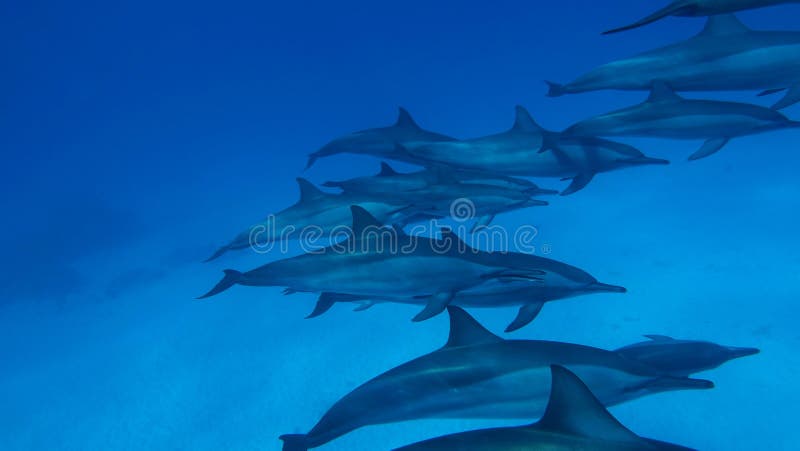 Dolphins. Spinner Dolphin. Stenella Longirostris is a Small . Stock ...