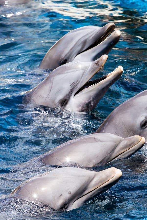 Dolphins swim in the pool stock image. Image of mammal - 84935361