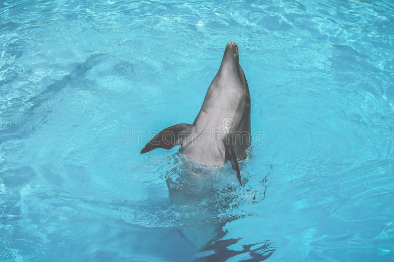 Dolphins swim in the pool stock image. Image of mammal - 84935361