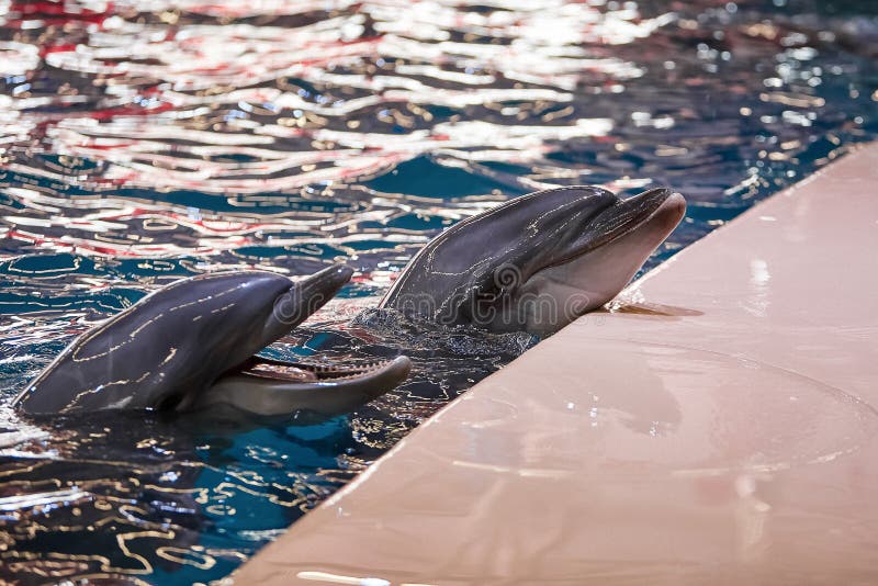Dolphins swim in the pool stock image. Image of dolphin - 215797701