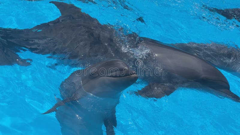 Dolphins Swimming in a Pool with Clear Turquoise Water Stock Image ...