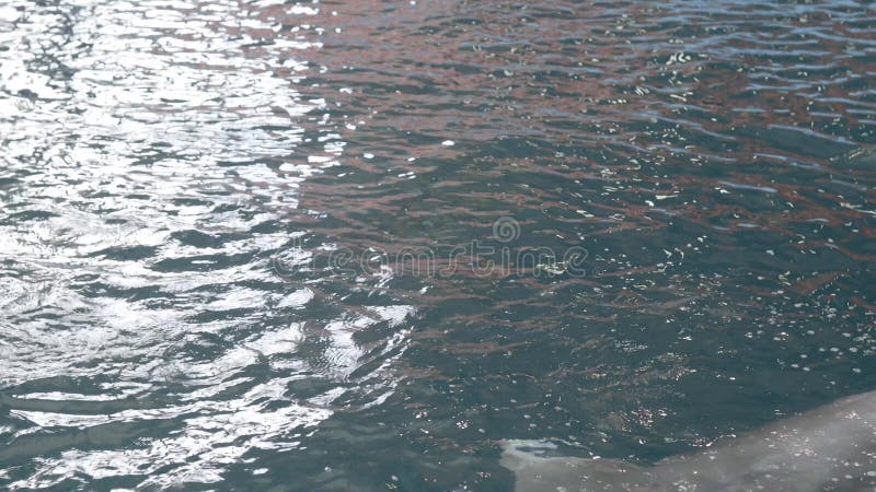 Dolphins Swimming in Pool at Marine Mammal Park Stock Footage - Video ...