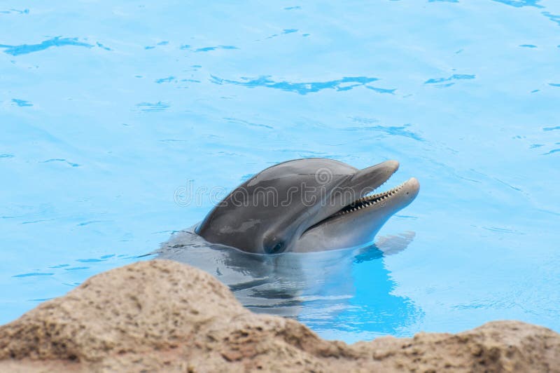 Dolphins swimming stock image. Image of aquatic, mammal - 44363961