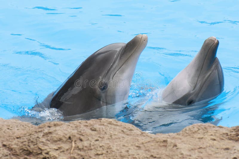 Dolphins swimming stock image. Image of aquatic, swimmer - 44364047