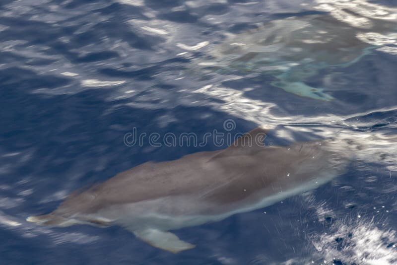 Dolphins Swimming Seen from Above the Water Stock Image - Image of ...