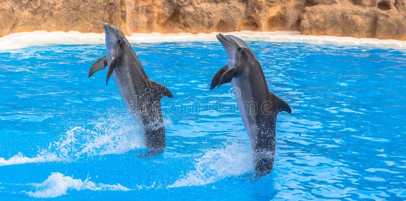 Dolphins Tail Stand stock image. Image of stand, jump - 38372657
