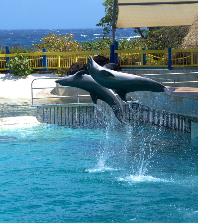 Performing Dolphins stock photo. Image of show, jump - 14222322