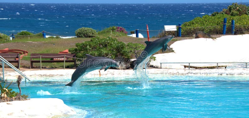 Performing Dolphins stock photo. Image of show, jump - 14222322