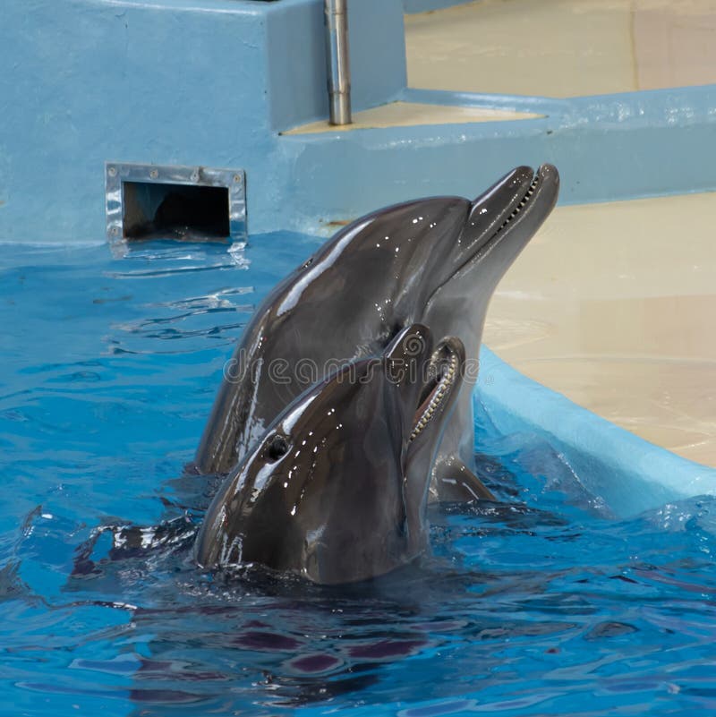 Dolphins in the Water Follow Commands Stock Image - Image of animal ...