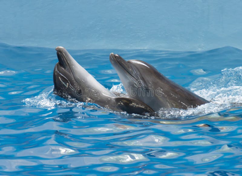 Dolphins in the Water Follow Commands Stock Photo - Image of smart ...