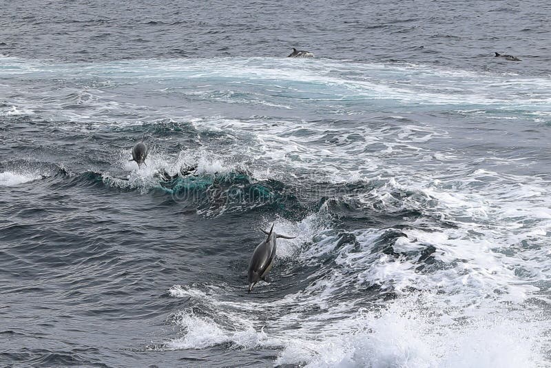 Dolphins in Waves stock image. Image of long, islands - 127647837