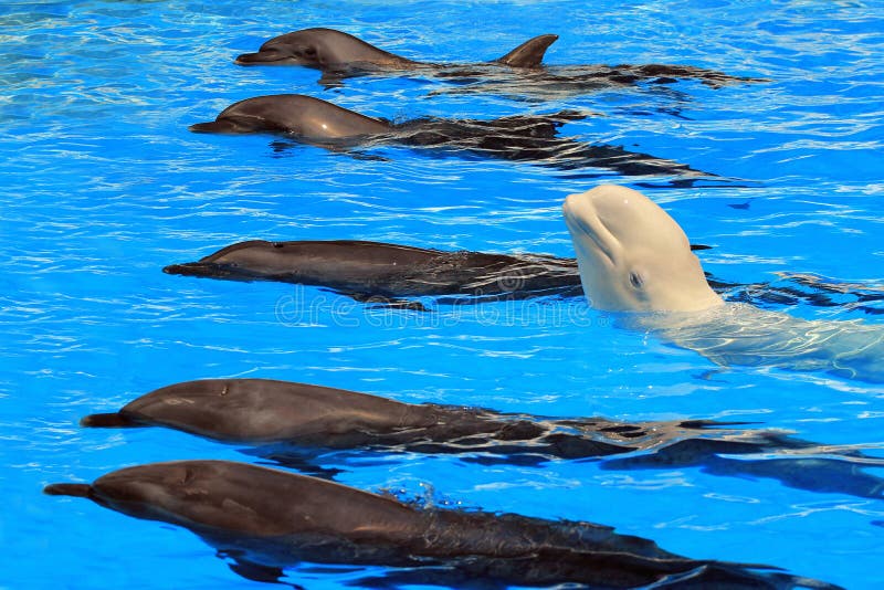 Two White Beluga Whales Playing with Rings in a Pool Stock Photo ...