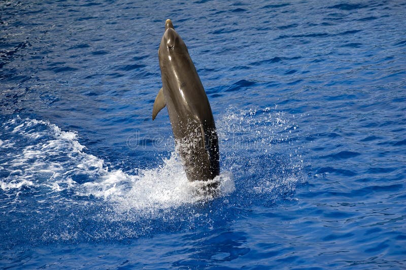 Dolphins stock photo. Image of performance, intelligent - 265936