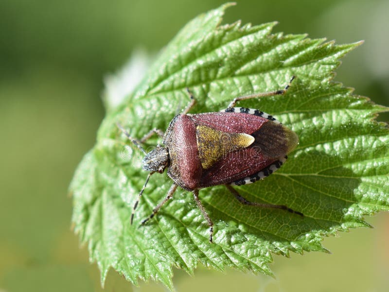 Dolycoris Baccarum Hairy Shield Bug Stock Image - Image of leaf ...