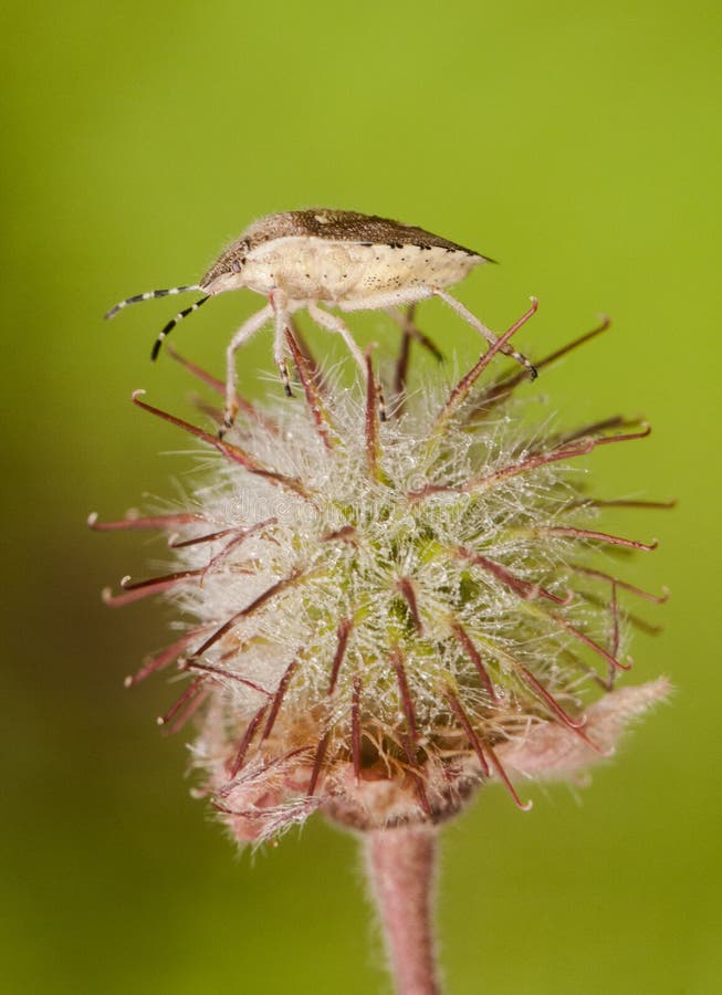 Dolycoris Baccarum Sloe or Hairy Shield Bug Small Stink Bug Very Common ...