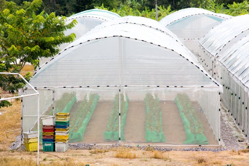Dome of Organic Vegetable Farm Stock Photo - Image of healthy ...