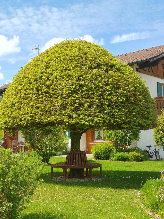 Dome Shape Green Tree in the Garden with the Bench. Stock Image - Image ...