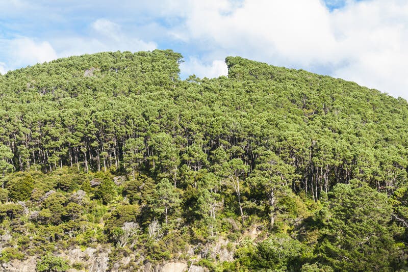 Dome Shape of Pine Plantation Tree-line with Gap in Top Stock Image ...