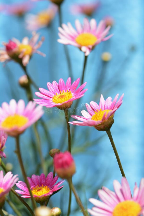 Margaret flowers stock image. Image of daisy, season - 117193177