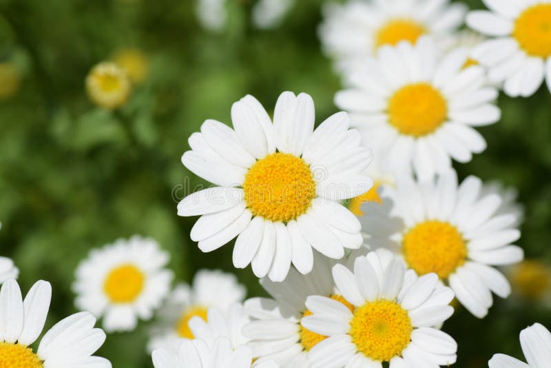 Margaret flowers stock photo. Image of season, floral - 117193206