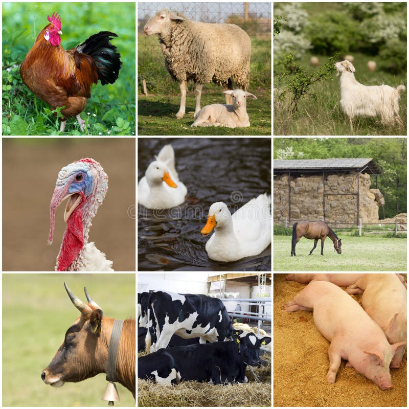 Real Farm Animals Collage