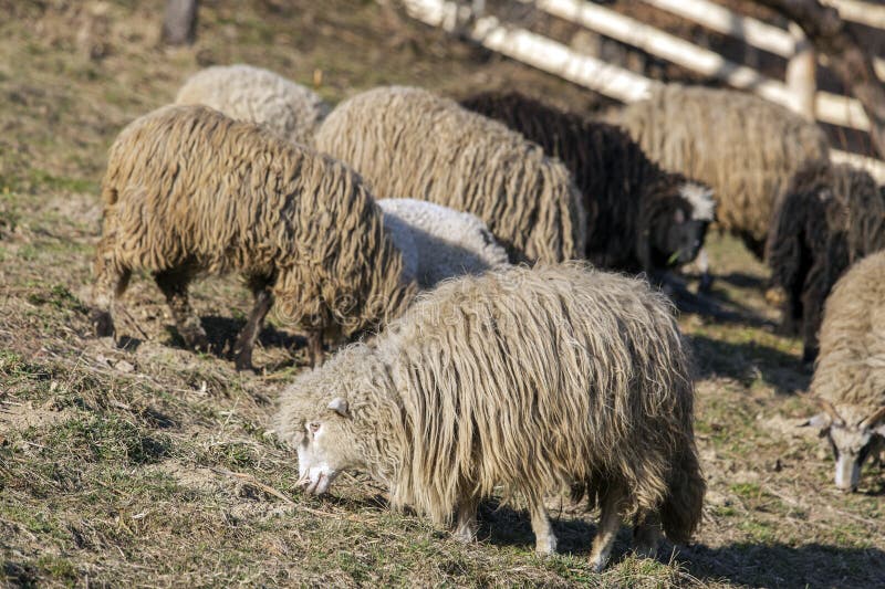Sheep and Cute Lamb Smiling while Eating Organic Food Stock Image ...