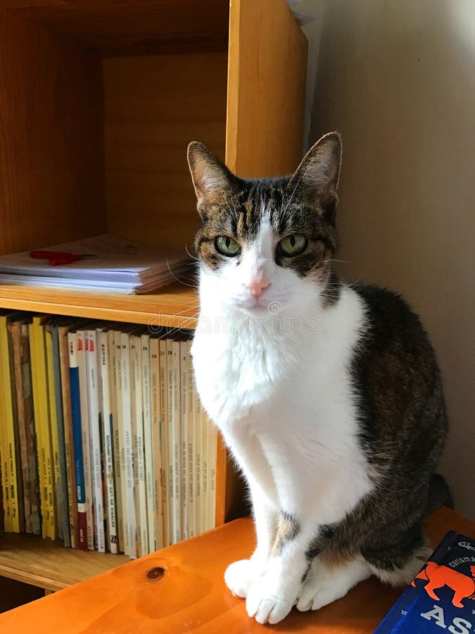 Tabby and White Cat Sitting at Home Stock Image - Image of domestic ...