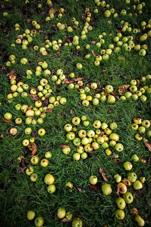 Domestic Apple Tree with Fallen Fruit Stock Image - Image of ...