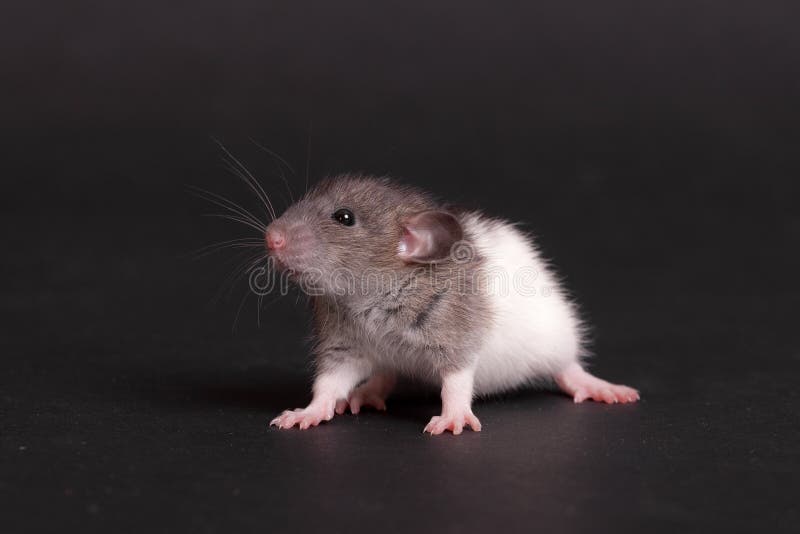 Domestic baby rat stock image. Image of whisker, animals - 177672407