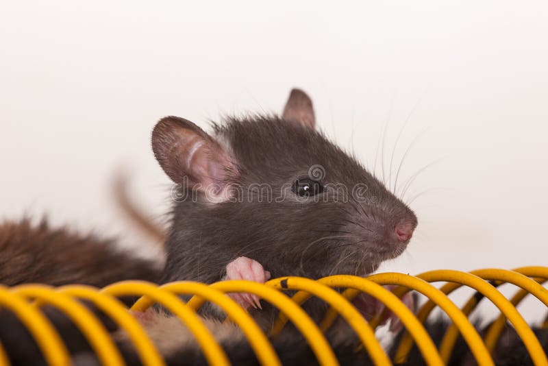 Domestic baby rat stock image. Image of small, spring - 64357601
